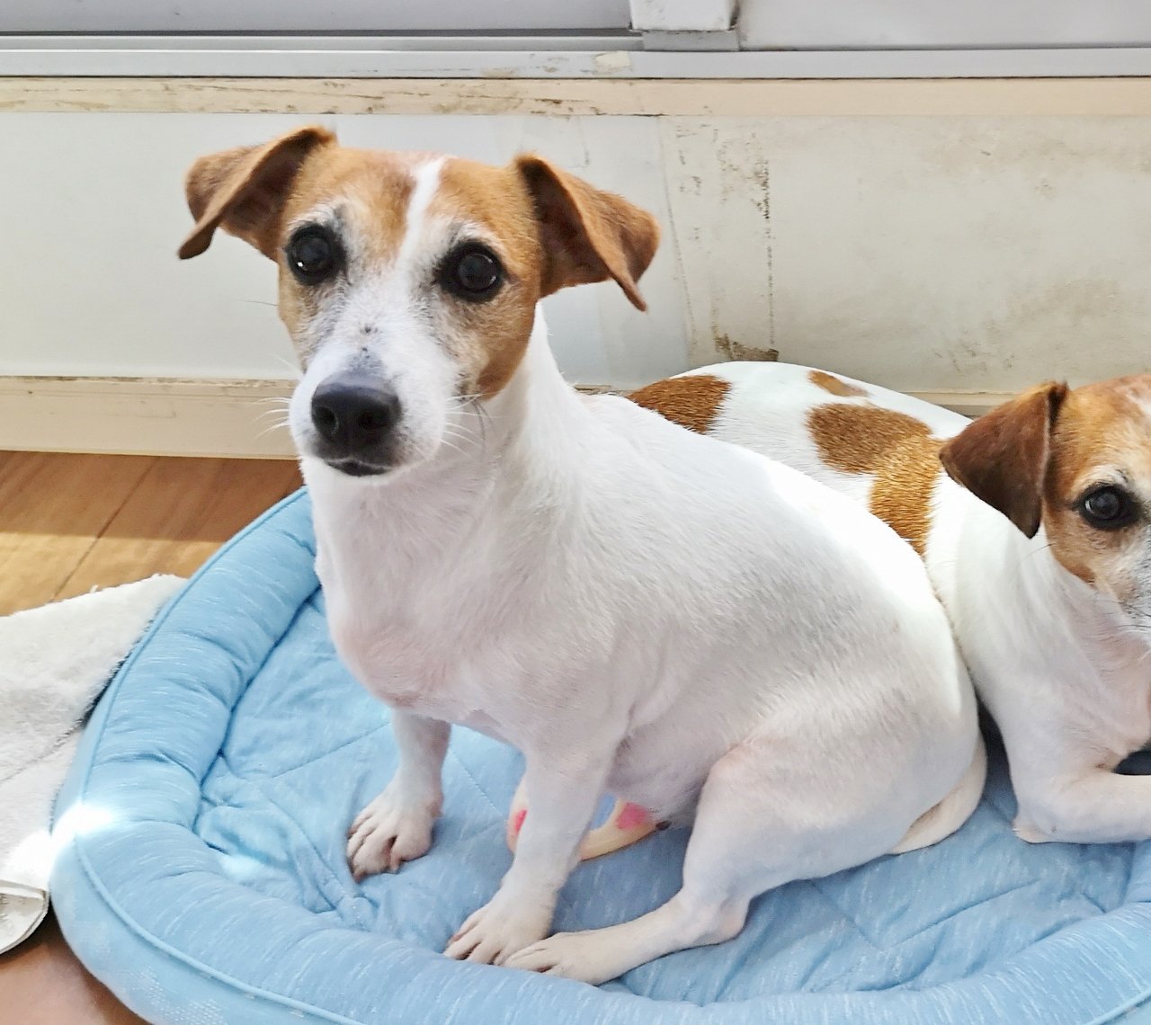 港北区のジジちゃん、ソフィちゃん 横浜市港北区のペットホテルBowwowばうわう | 日本ペットシッターサービス横浜西店Bowwow（横浜市旭 ...