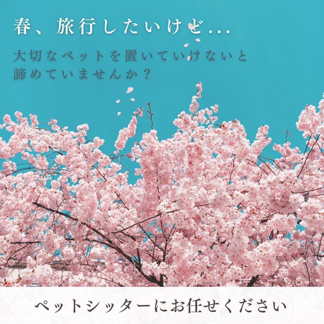 春ですね | PAL JOY／日本ペットシッターサービス成城店（世田谷区、調布市、狛江市）