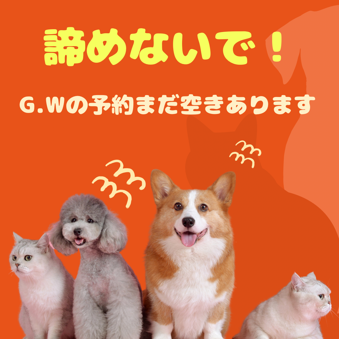 G.Wまだ空きあります！ | PAL JOY／日本ペットシッターサービス成城店（世田谷区、調布市、狛江市）