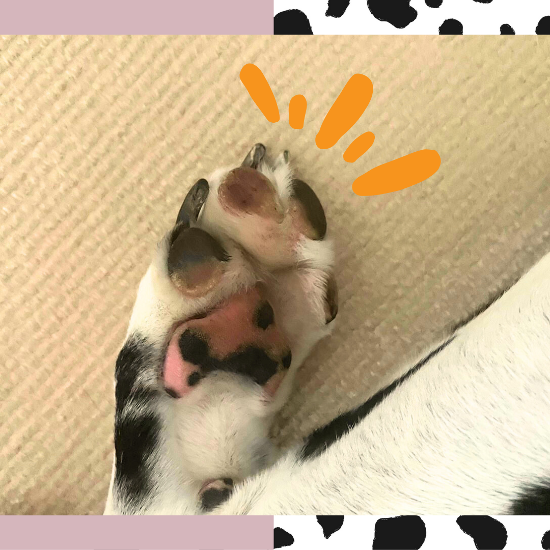 肉球でわかる、ワンチャンの性格！？ | PAL JOY／日本ペットシッターサービス成城店（世田谷区、調布市、狛江市）