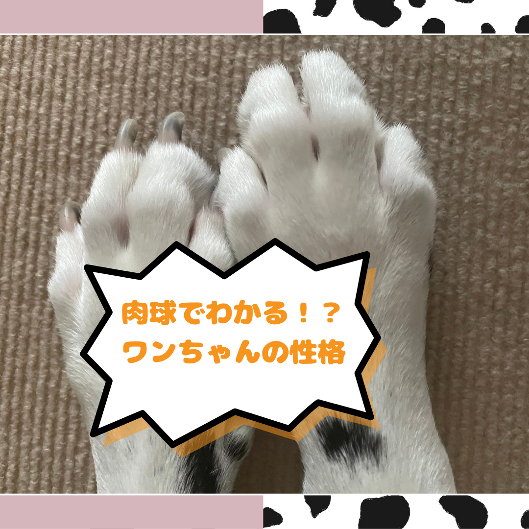肉球でわかる、ワンチャンの性格！？ | PAL JOY／日本ペットシッターサービス成城店（世田谷区、調布市、狛江市）