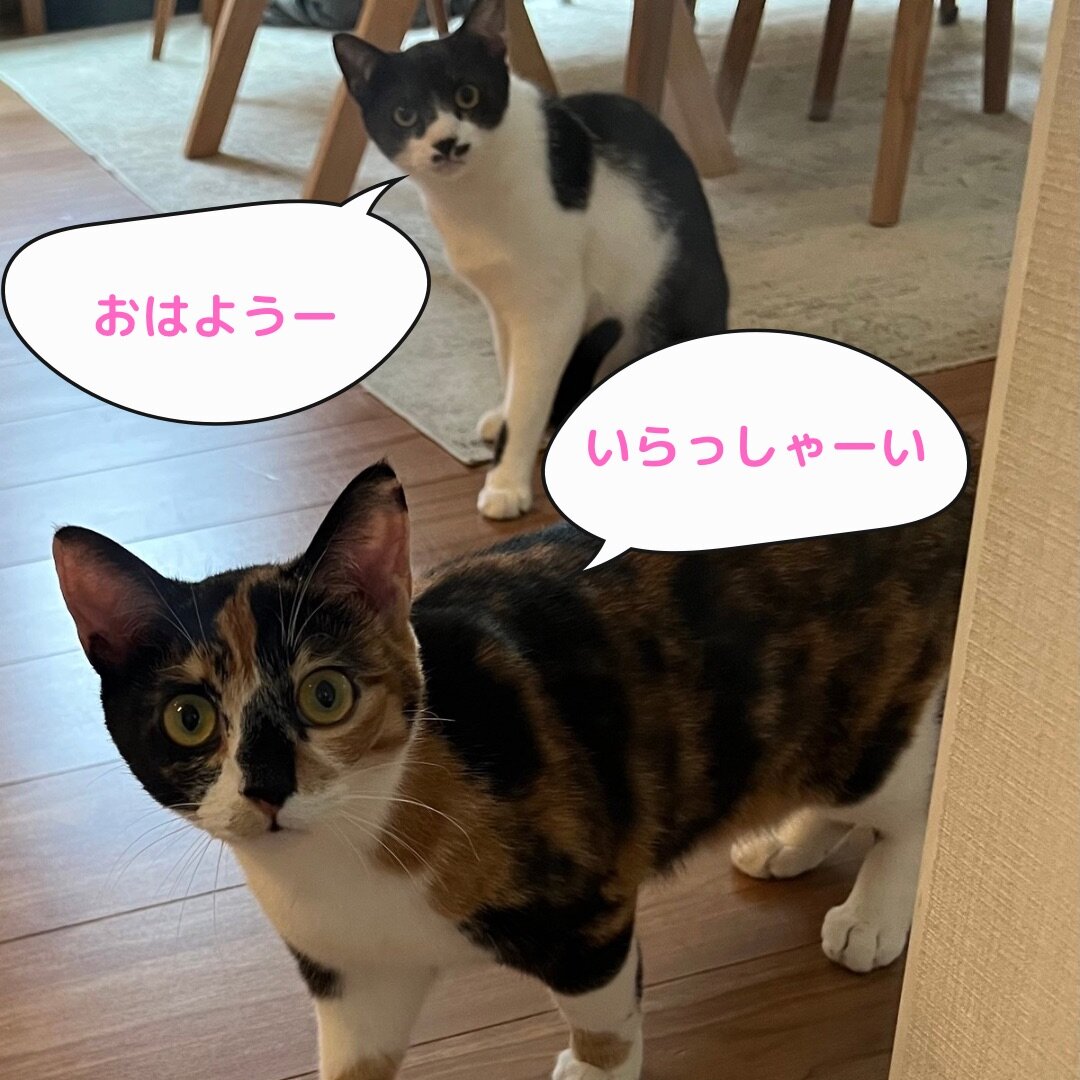 あすなろくんとすももちゃん | PAL JOY／日本ペットシッターサービス成城店（世田谷区、調布市、狛江市）