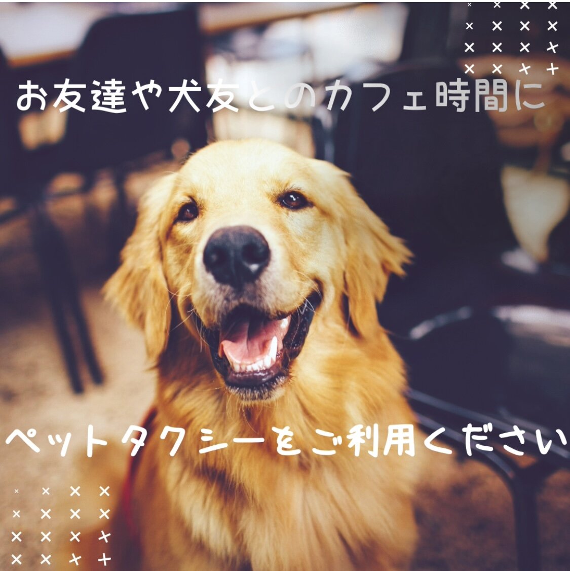 お友達や犬友とのカフェ時間に！ | PAL JOY／日本ペットシッターサービス成城店（世田谷区、調布市、狛江市）