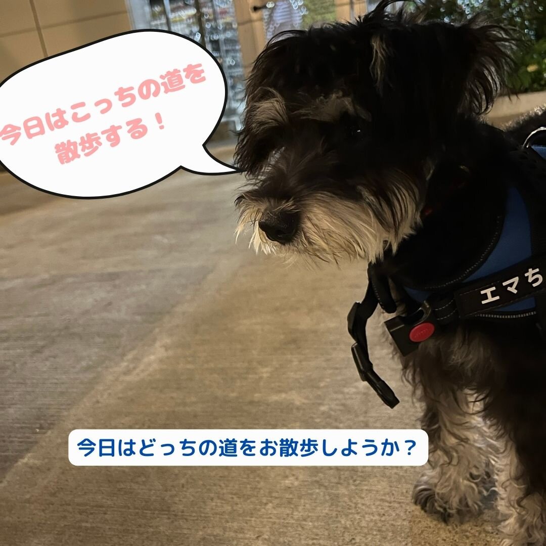 エマちゃん🐶 | PAL JOY／日本ペットシッターサービス成城店（世田谷区、調布市、狛江市）