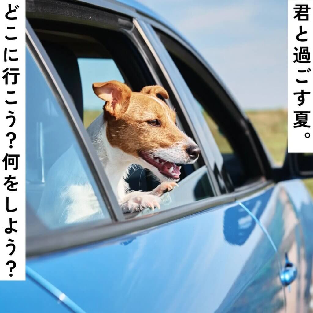 君と過ごす夏 | PAL JOY／日本ペットシッターサービス成城店（世田谷区、調布市、狛江市）