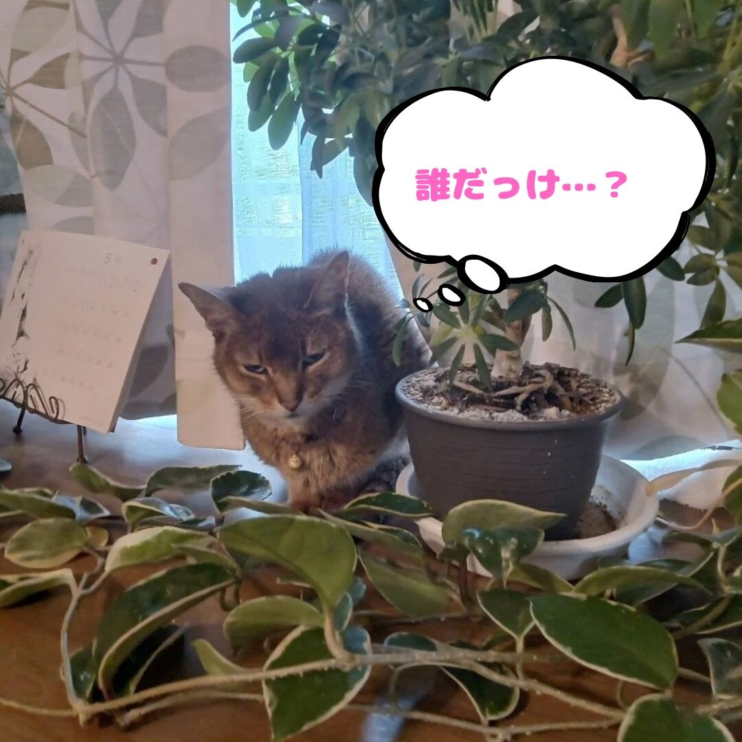 なろくん、ろこちゃん | PAL JOY／日本ペットシッターサービス成城店（世田谷区、調布市、狛江市）