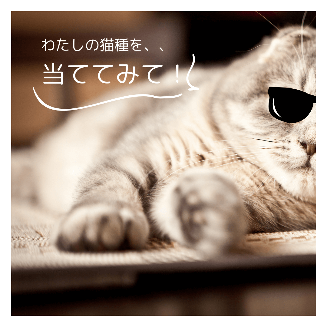 スコティッシュフォールドの魅力 | PAL JOY／日本ペットシッターサービス成城店（世田谷区、調布市、狛江市）