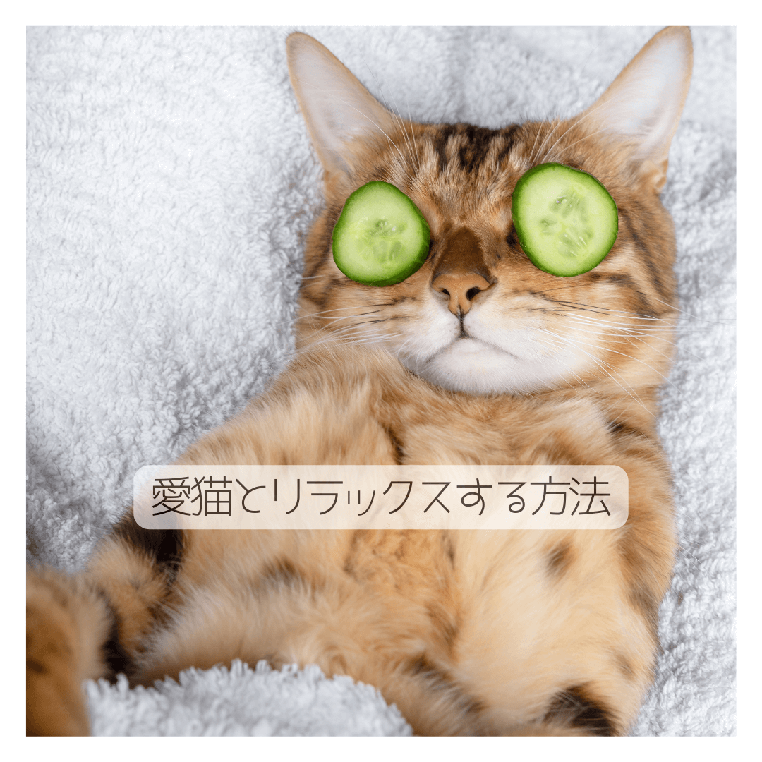 愛猫とリラックスする方法 | PAL JOY／日本ペットシッターサービス成城店（世田谷区、調布市、狛江市）