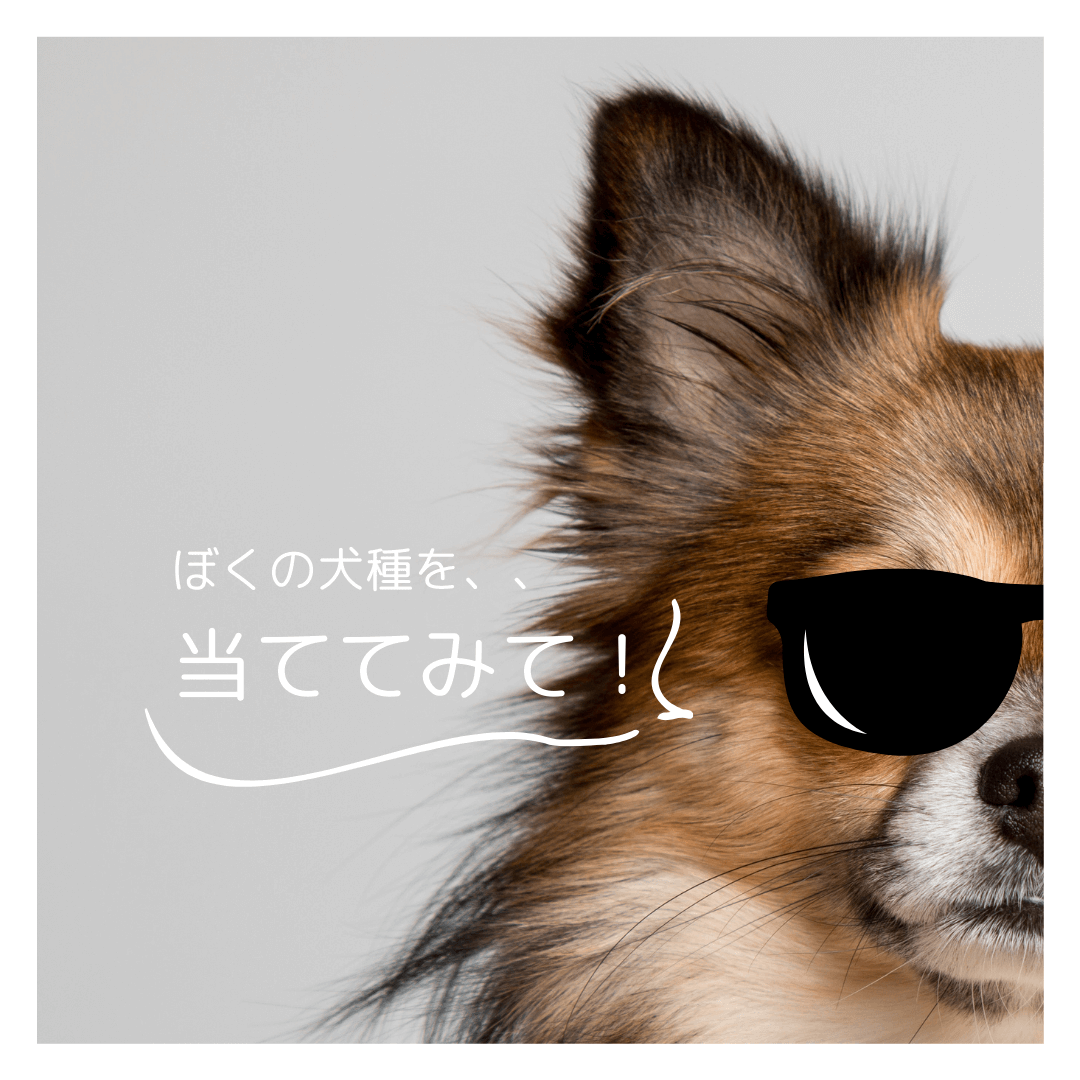 チワワの魅力 | PAL JOY／日本ペットシッターサービス成城店（世田谷区、調布市、狛江市）