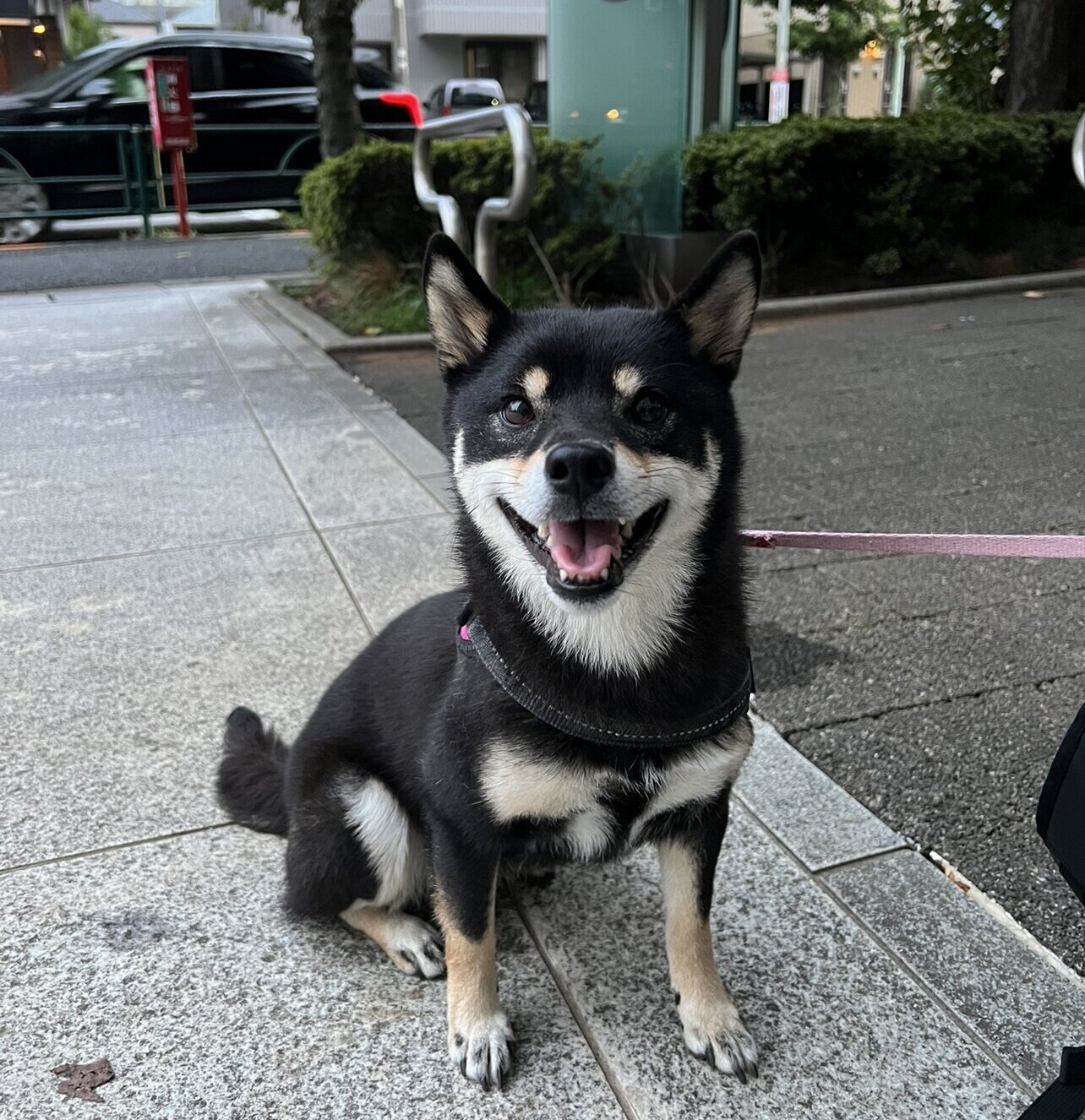 気ままな豆柴かえでちゃんのお散歩日記🐾 | PAL JOY／日本ペットシッターサービス成城店（世田谷区、調布市、狛江市）
